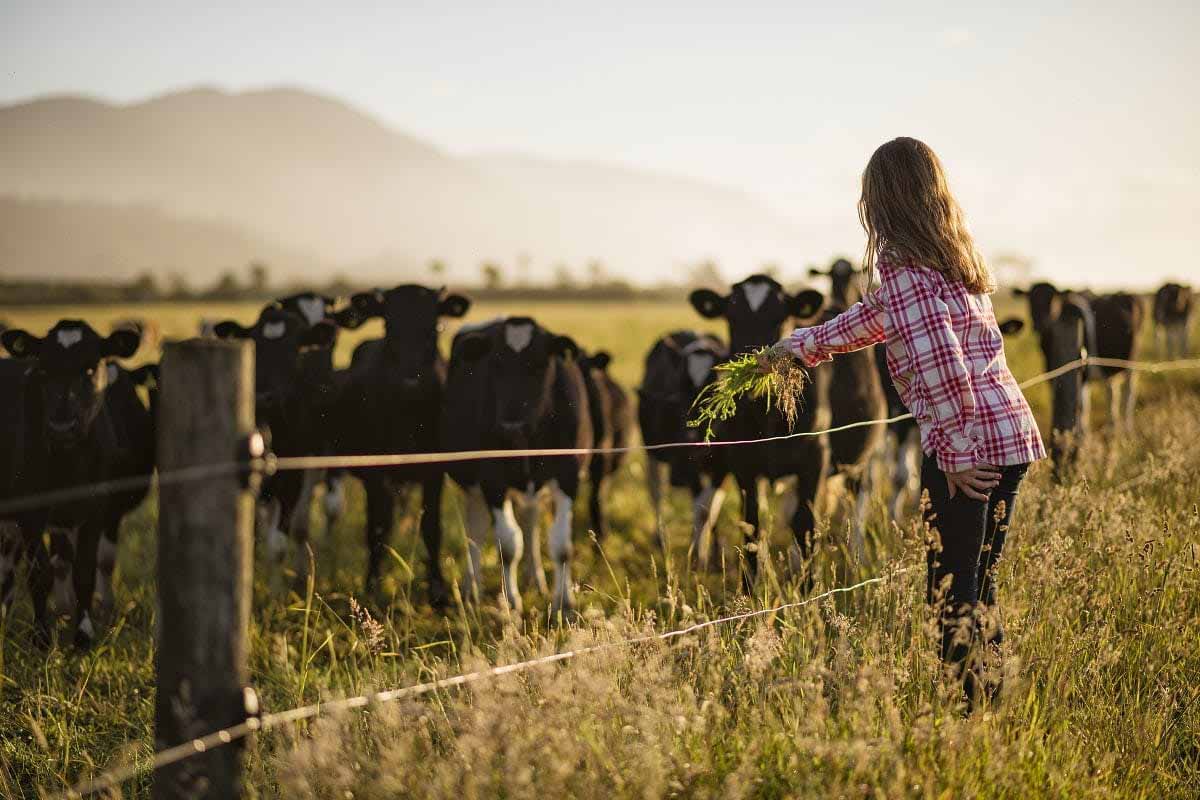 Tips For Farm Budgeting And Planning BNZ tips-for-farm-budgeting-and-planning-bnz