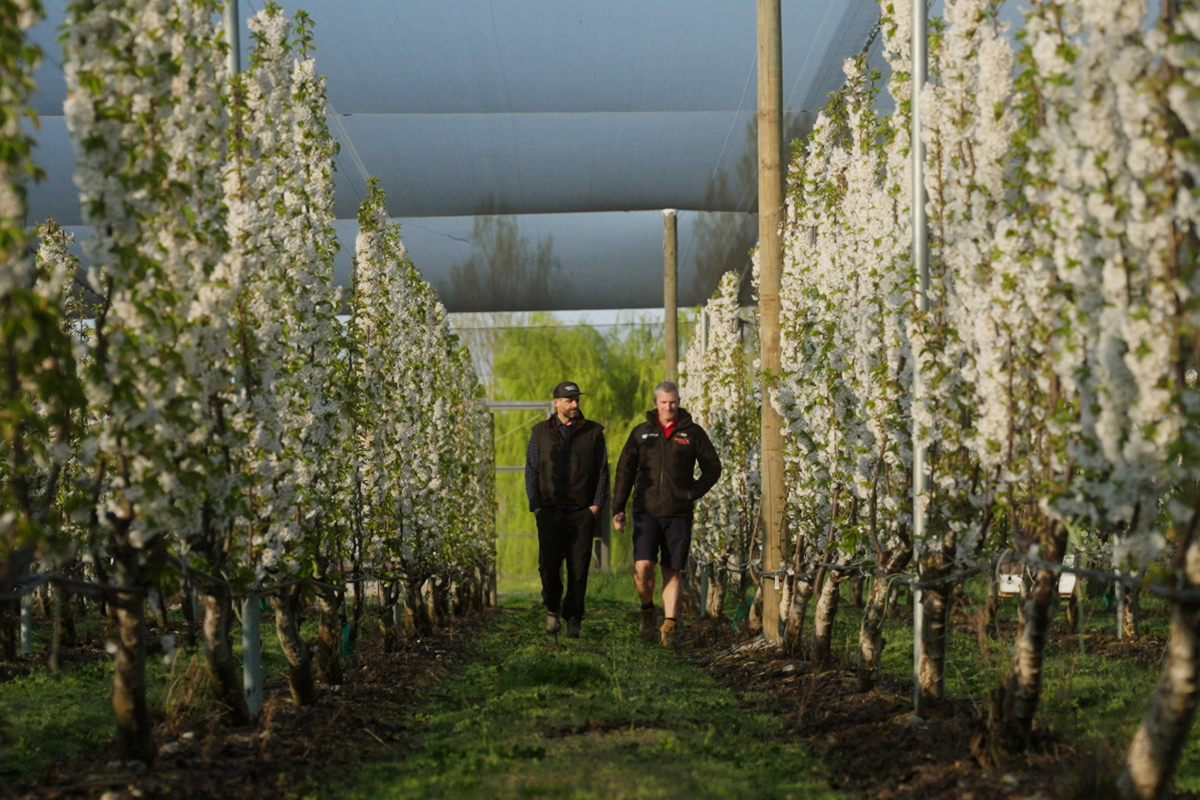 Forest Lodge Orchard: Harvesting a zero-emissions revolution - BNZ