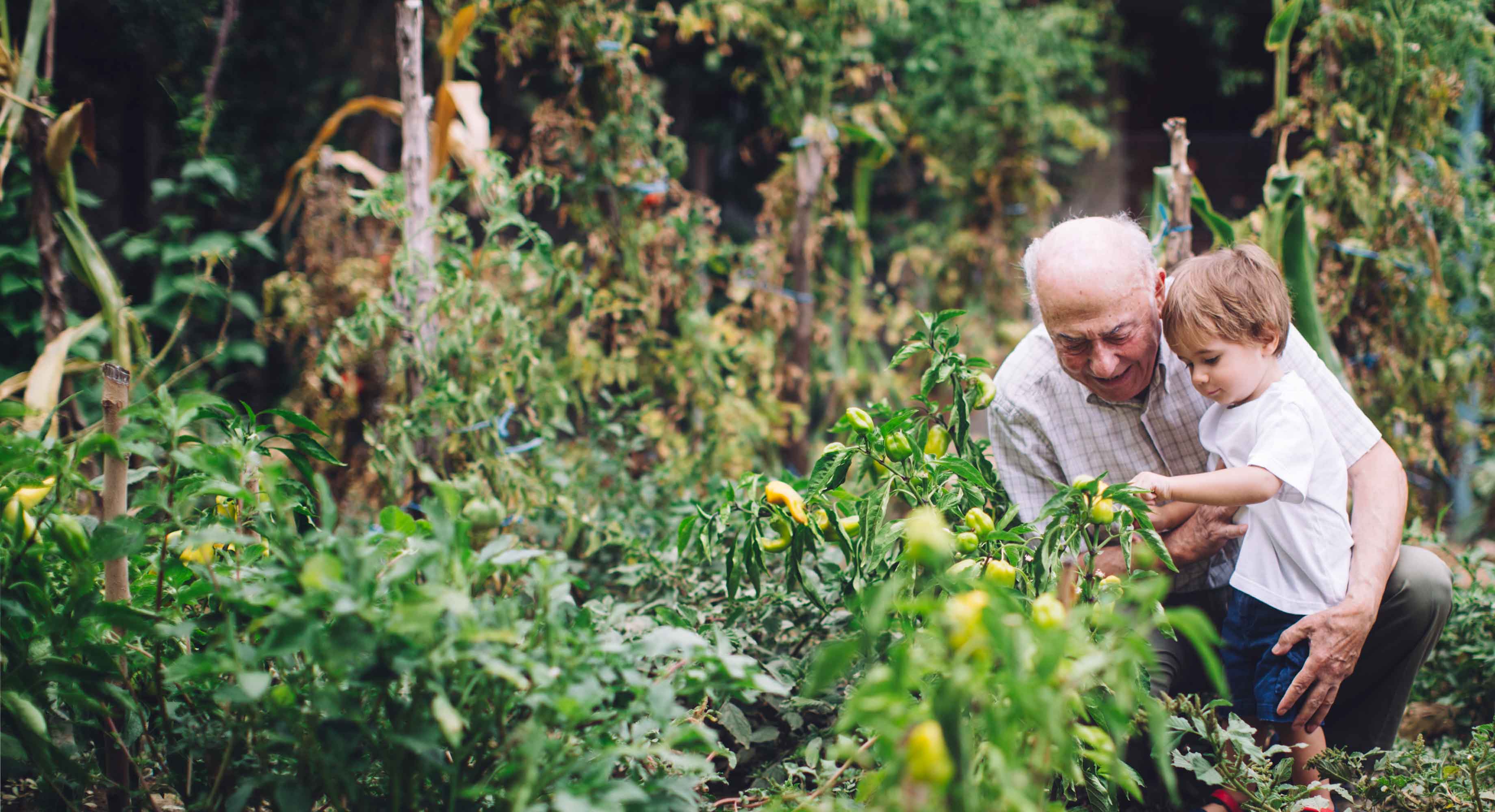 KiwiSaver options at 65 - BNZ